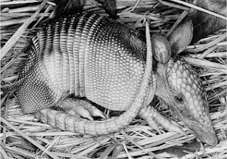 nine banded armadillo facts