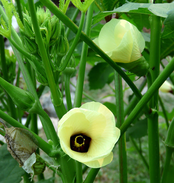 Hublore: Okra odyssey