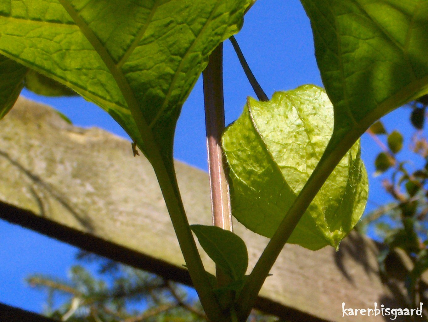 Karen s Nature Photography Japanese Lantern Plant With Green Seed Pod karen-s-nature-photography-japanese-lantern-plant-with-green-seed-pod