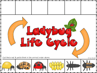 The Bender Bunch: LIVE LADYBUGS & LIFE CYCLE FREEBIE!