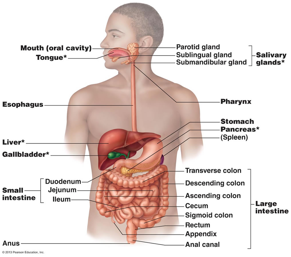 52 Human Alimentary Canal Biology Notes For IGCSE 2014 52-human-alimentary-canal-biology-notes-for-igcse-2014