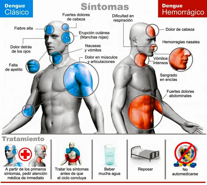 El Dengue: Sintomas del dengue clasico y hemorragico El Dengue: Sintomas del dengue clasico y hemorragico