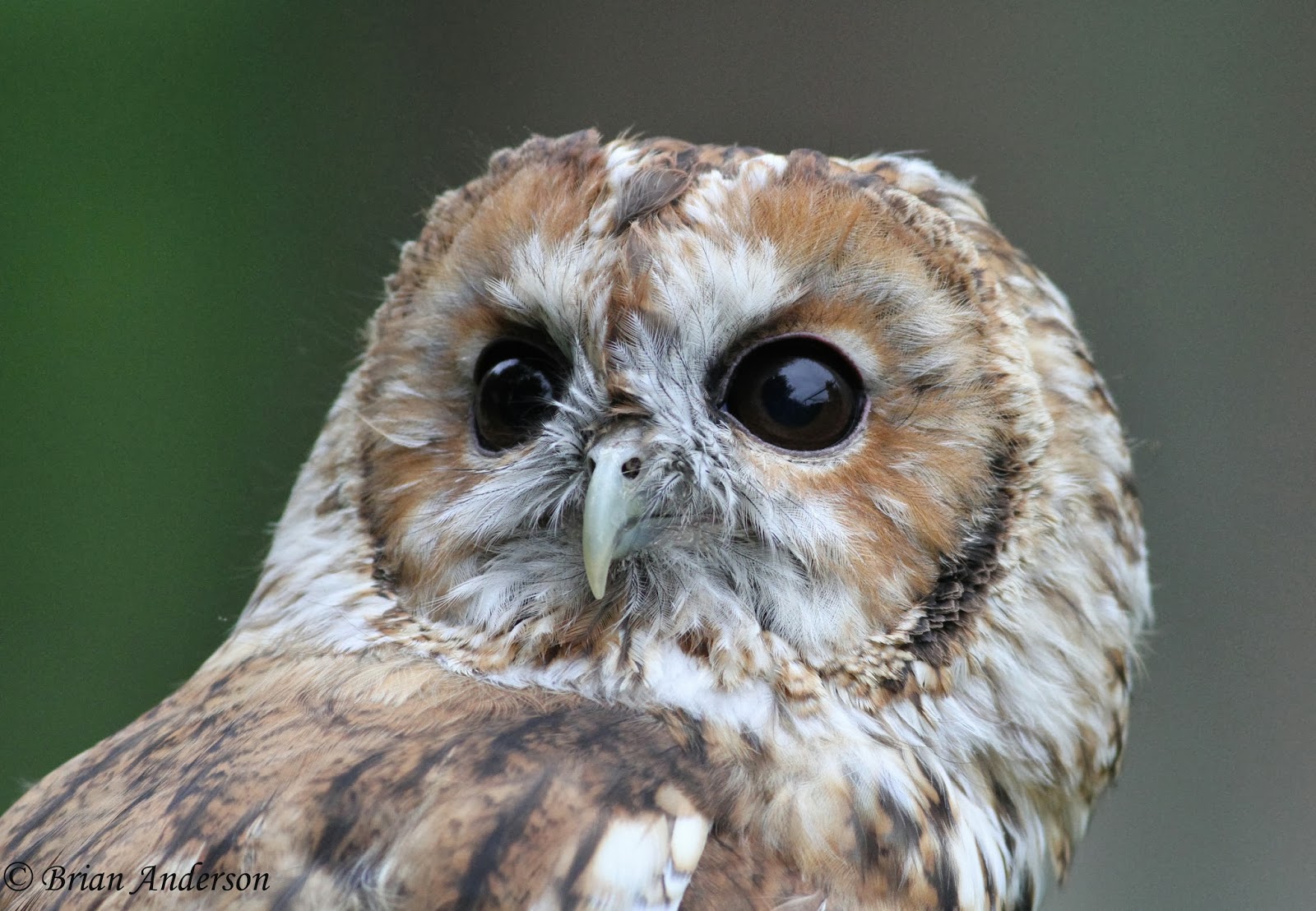Brian's birding blog: British Wildlife Centre Brian's birding blog: British Wildlife Centre