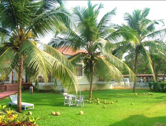 Ideal Growing Conditions For Coconut Cocos Nucifera Cultivation Of Crops ideal-growing-conditions-for-coconut-cocos-nucifera-cultivation-of-crops