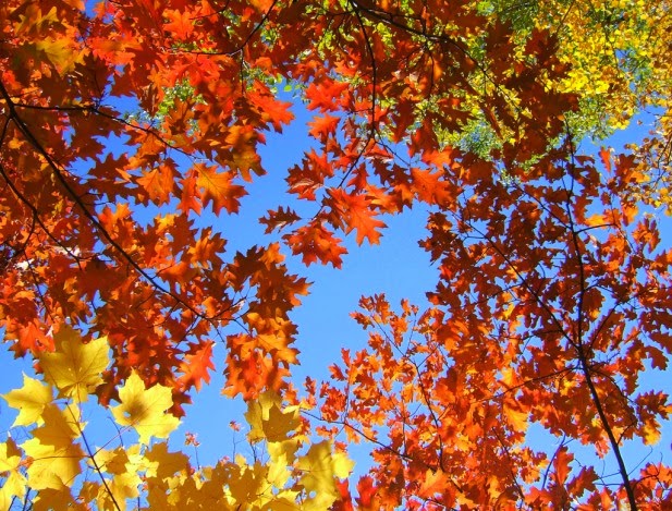 City Science Kids It s Fall Why Are The Leaves Changing Color city-science-kids-it-s-fall-why-are-the-leaves-changing-color