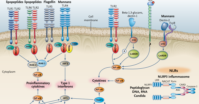 immunis: Receptores de la inmunidad innata y defectos geneticos