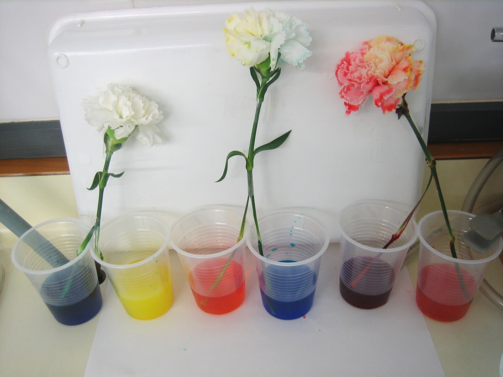 ver la ciencia: Los peques investigan: la capilaridad (II). Flores ...