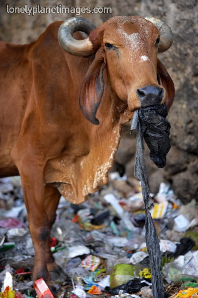 ANIMAL Harmful Effects Of ENVIRONMENTAL POLLUTION animal-harmful-effects-of-environmental-pollution