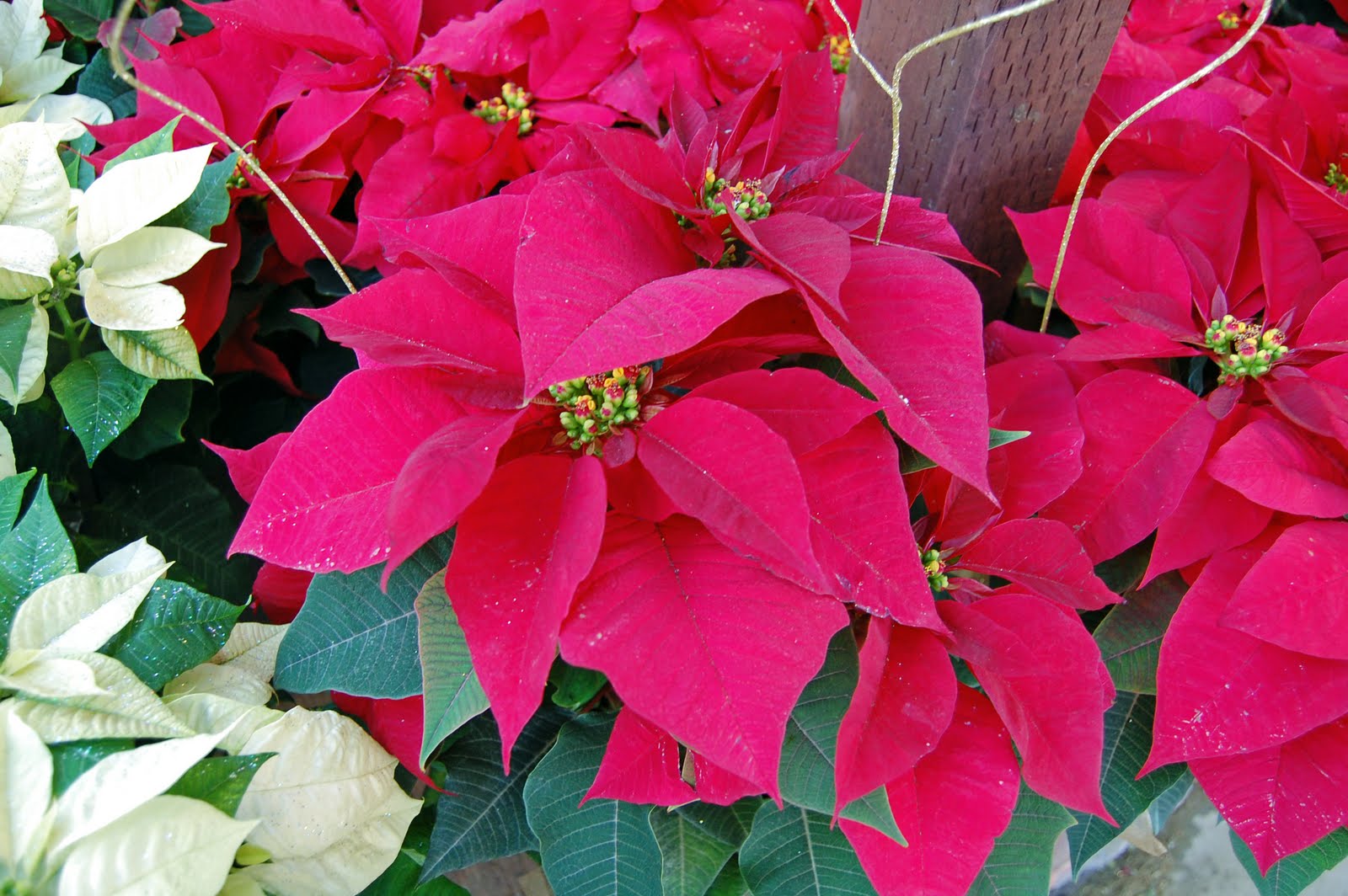 My Painted Garden: Legend of Christmas Poinsettia