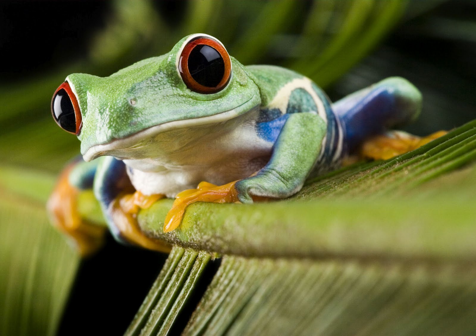 BANCO DE IMÁGENES: Rana de ojos rojos sobre la hoja verde - Red eyed frog BANCO DE IMÁGENES: Rana de ojos rojos sobre la hoja verde - Red eyed frog