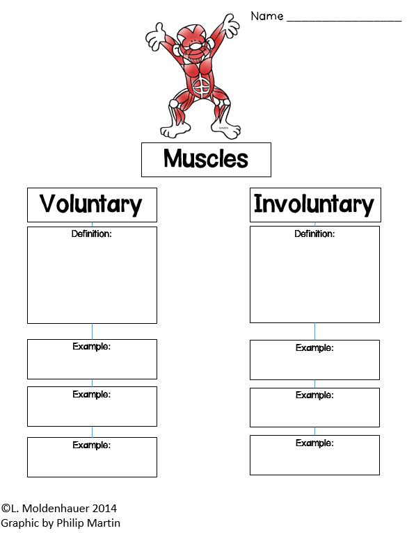 Graphic Organizer Freebie - Classroom Freebies