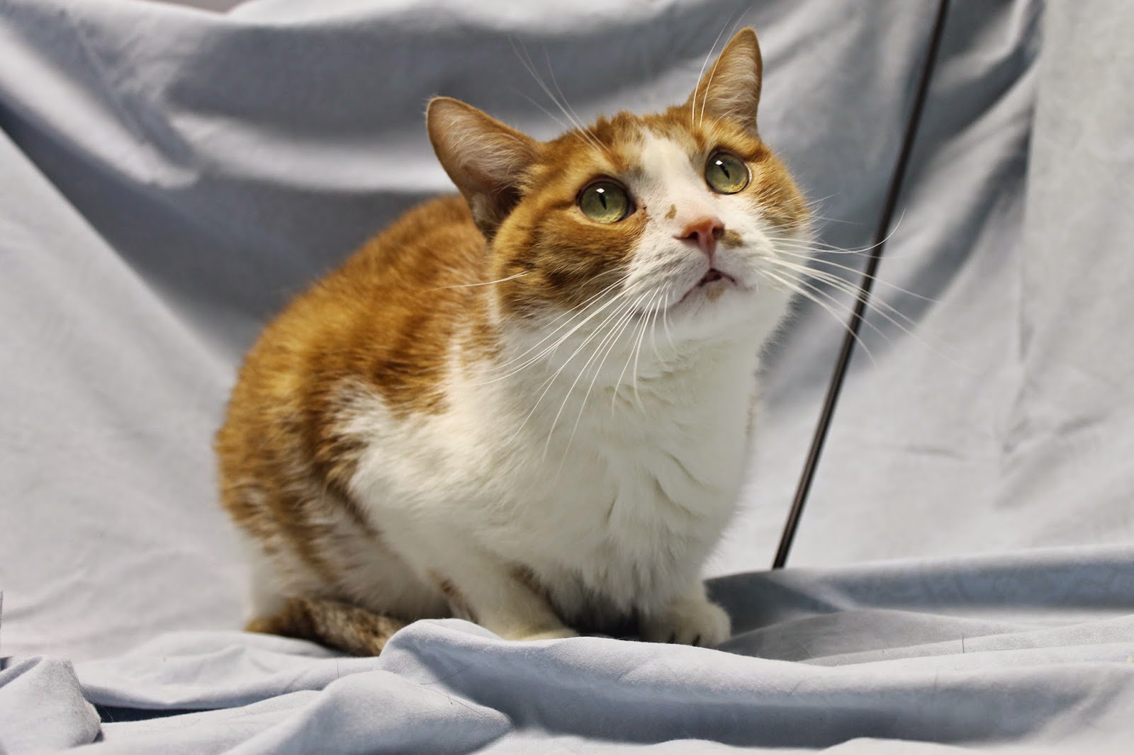 Lake Humane Society: Adopt A Shelter Cat Adoption Special Lake Humane Society: Adopt A Shelter Cat Adoption Special