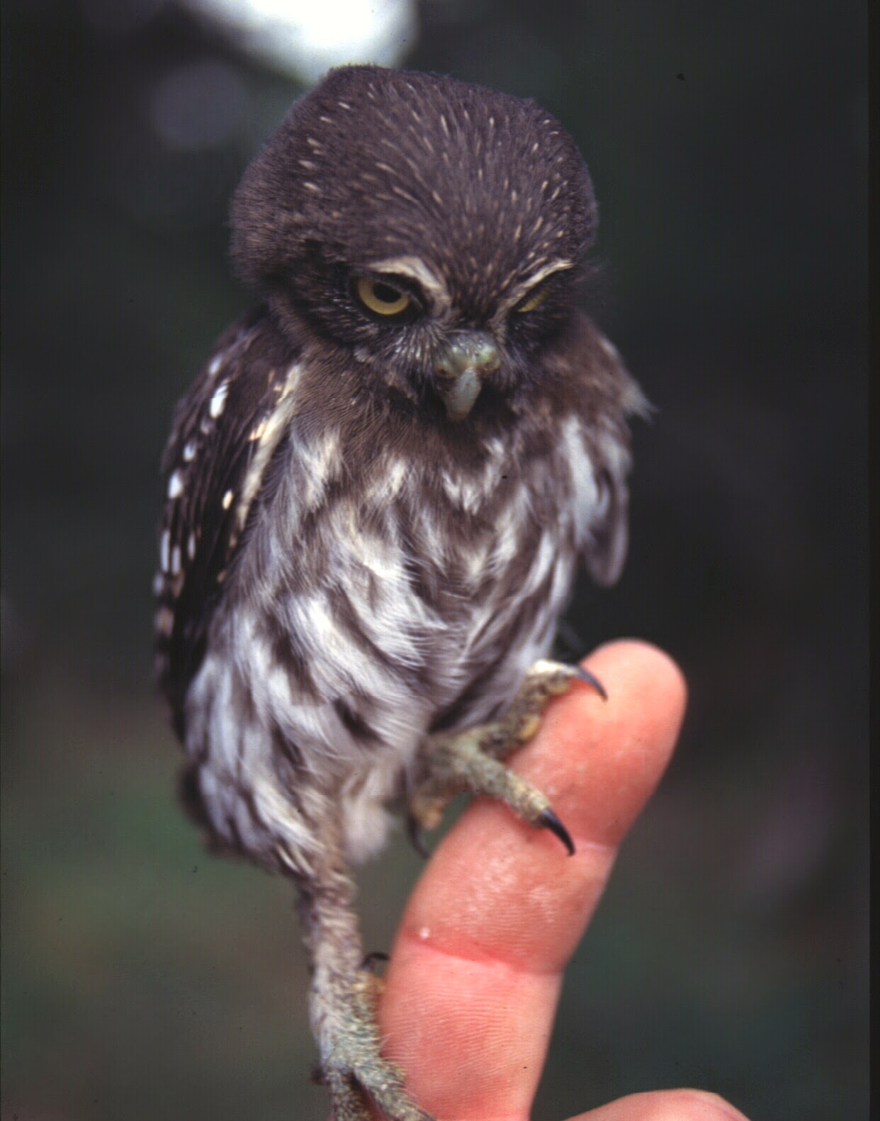 Pygmy Owl | All About OWL