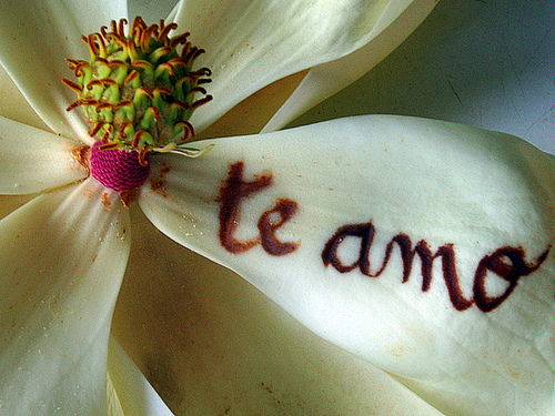 KnowCrazy Te Amo pics knowcrazy-te-amo-pics