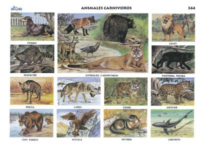 Los animales: Animales Carnívoros, herbívoros y omnívoros