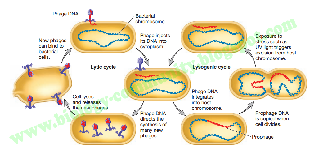 Siklus Hidup Virus Siklus Litik Dan Siklus Lisogenik Biologi ... Siklus Hidup Virus Siklus Litik Dan Siklus Lisogenik Biologi ...