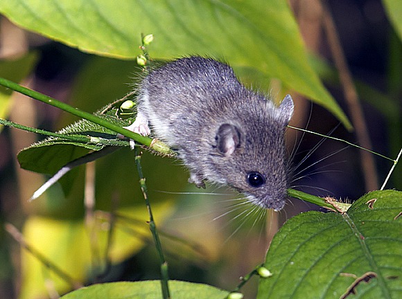 Dan Tallman s Bird Blog Deer Mouse dan-tallman-s-bird-blog-deer-mouse