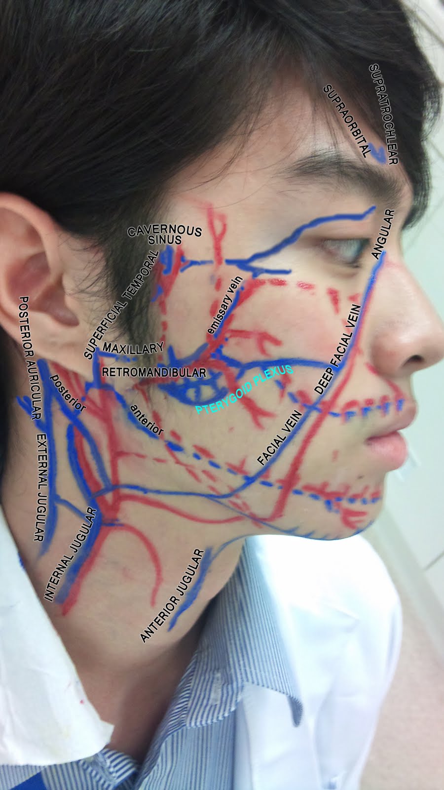 WizDent: Trigeminal nerve and venous drainage of face