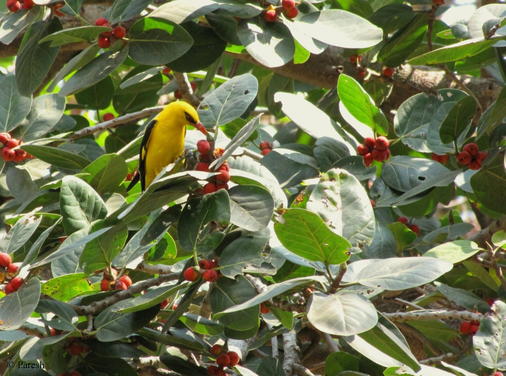 Banyan Tree Information In Marathi banyan-tree-information-in-marathi