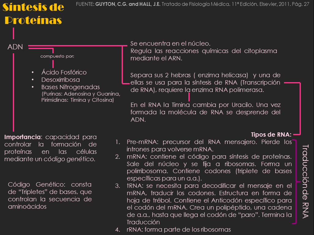 Fisiología Médica: Síntesis de Proteínas Fisiología Médica: Síntesis de Proteínas