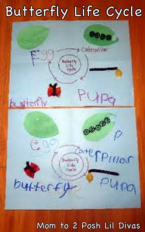 Butterfly Life Cycle Pasta Craft