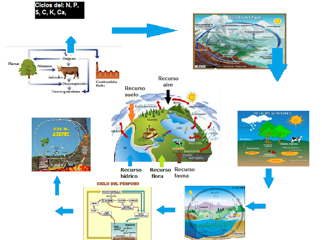 BIOLOGIA AMBIENTAL: CICLOS BIOGEOQUÍMICOS