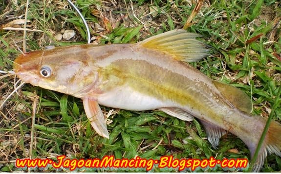 Resep Jitu Umpan Mancing Ikan Baung ~ all about memancing Resep Jitu Umpan Mancing Ikan Baung ~ all about memancing
