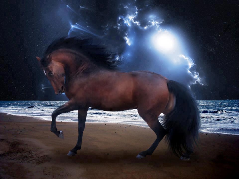 Caballo playa - Imagui