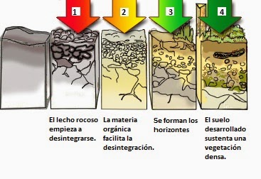 Wild BioBlog: La formación del suelo