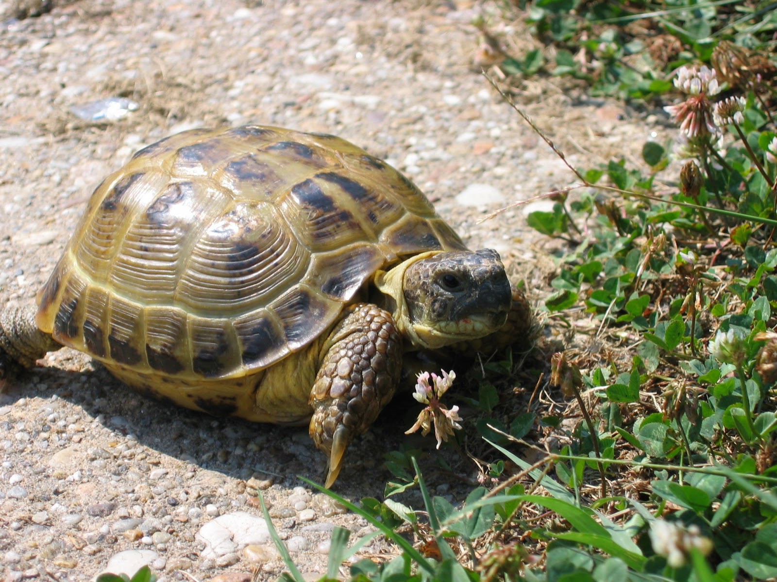All About Animal Wildlife: Tortoise Images and Information All About Animal Wildlife: Tortoise Images and Information