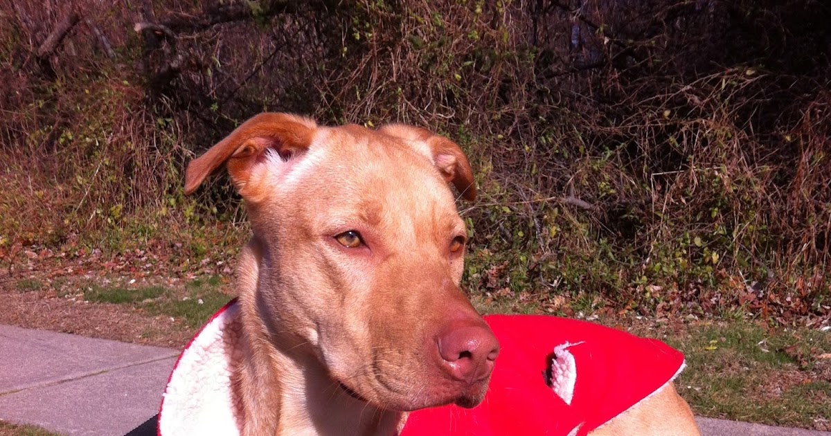 Progressive Charlestown Doggie Of The Week progressive-charlestown-doggie-of-the-week