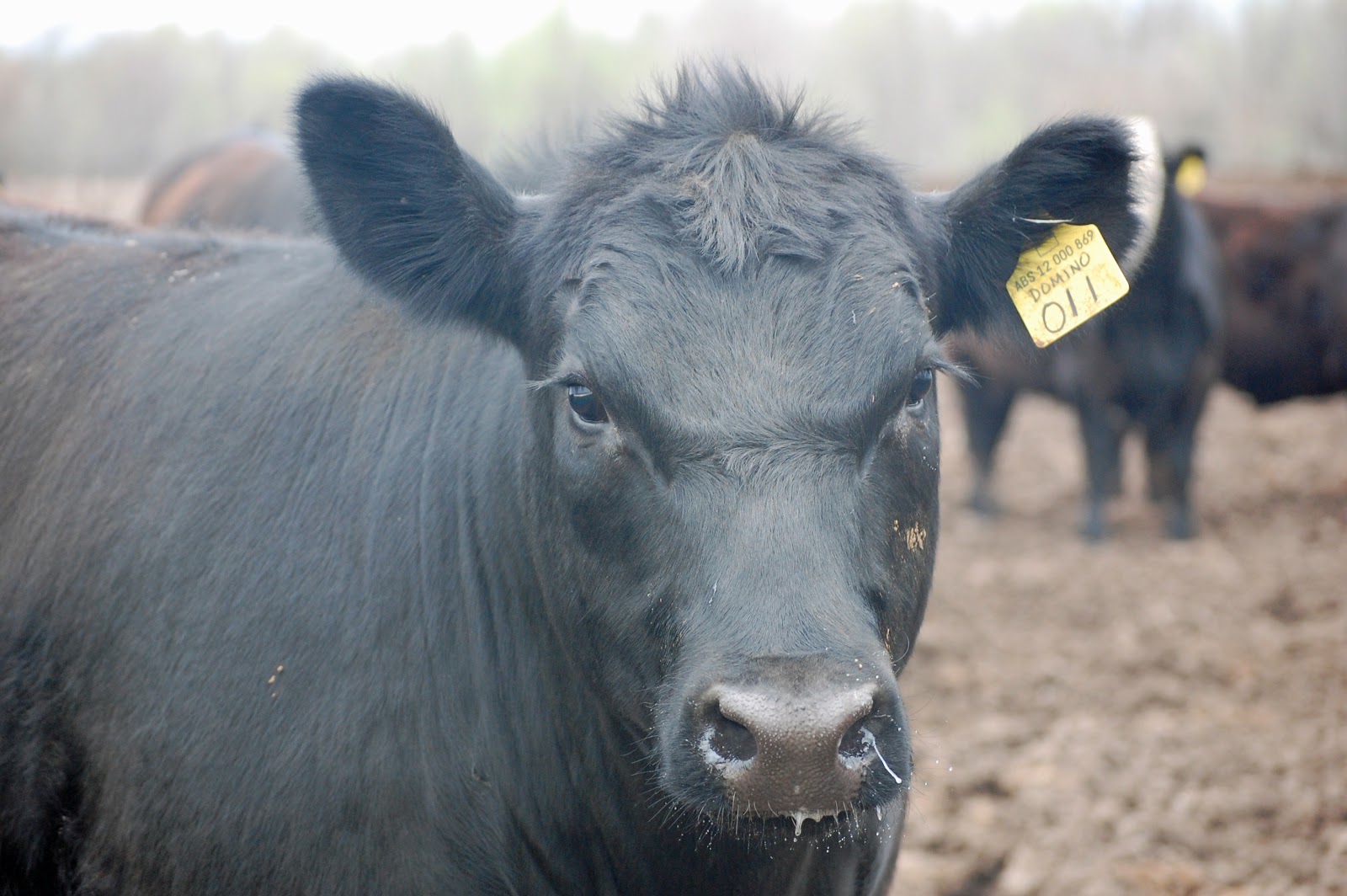 Cattle Fat Porn Celeb Videos cattle-fat-porn-celeb-videos