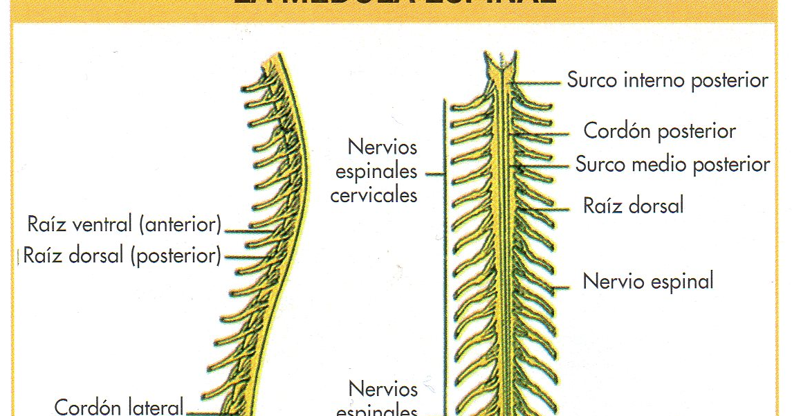 MINIENCICLOPEDIA ESTUDIANTIL : LA MÉDULA ESPINAL MINIENCICLOPEDIA ESTUDIANTIL : LA MÉDULA ESPINAL