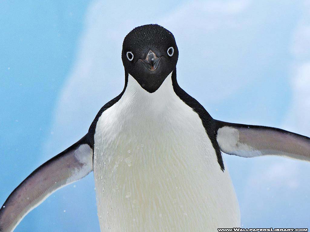 Funny Penguin New Photos 2011 Funny And Cute Animals funny-penguin-new-photos-2011-funny-and-cute-animals