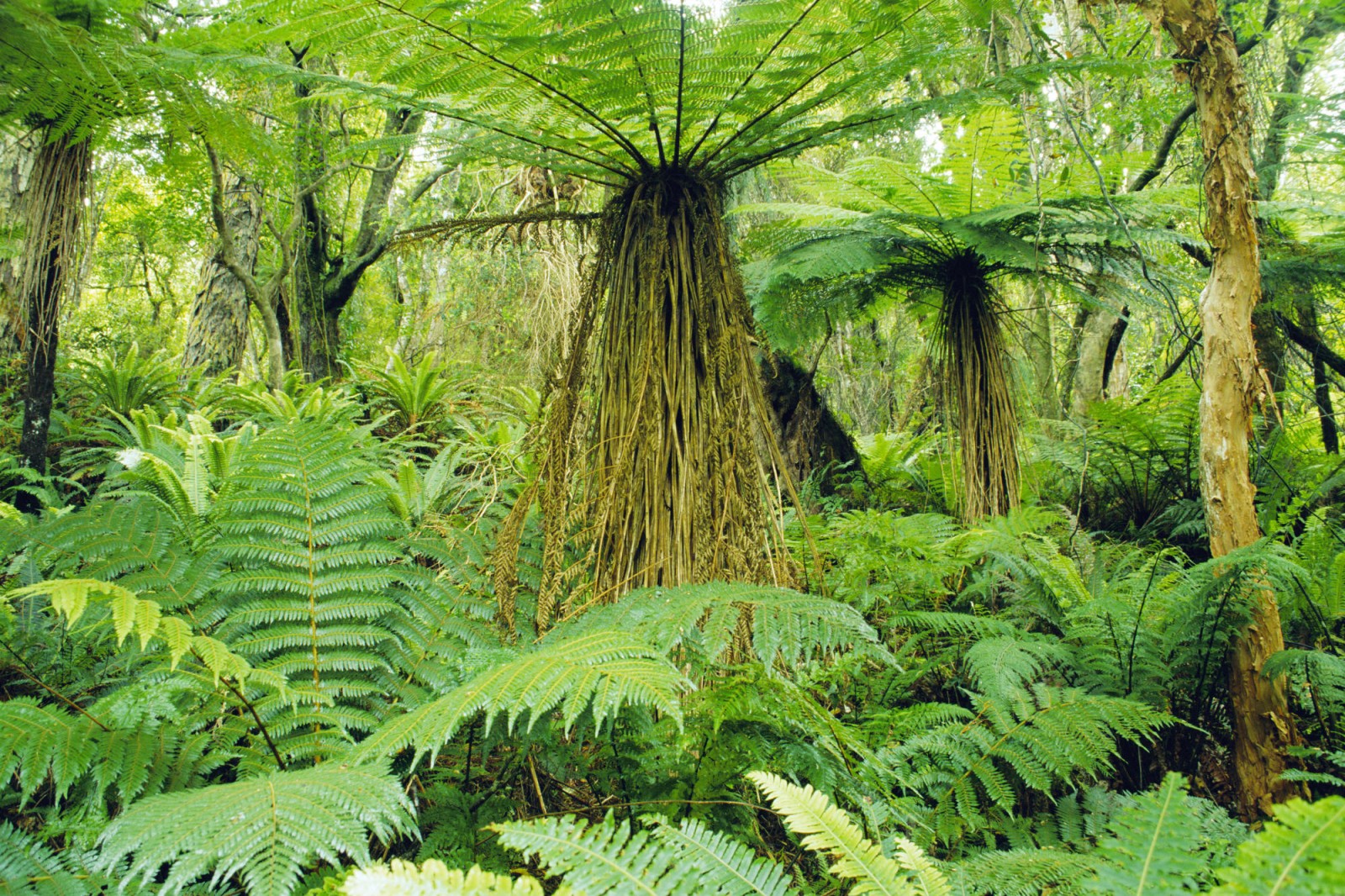 PlantWerkz Tree Fern Cyathea Latebrosa plantwerkz-tree-fern-cyathea-latebrosa