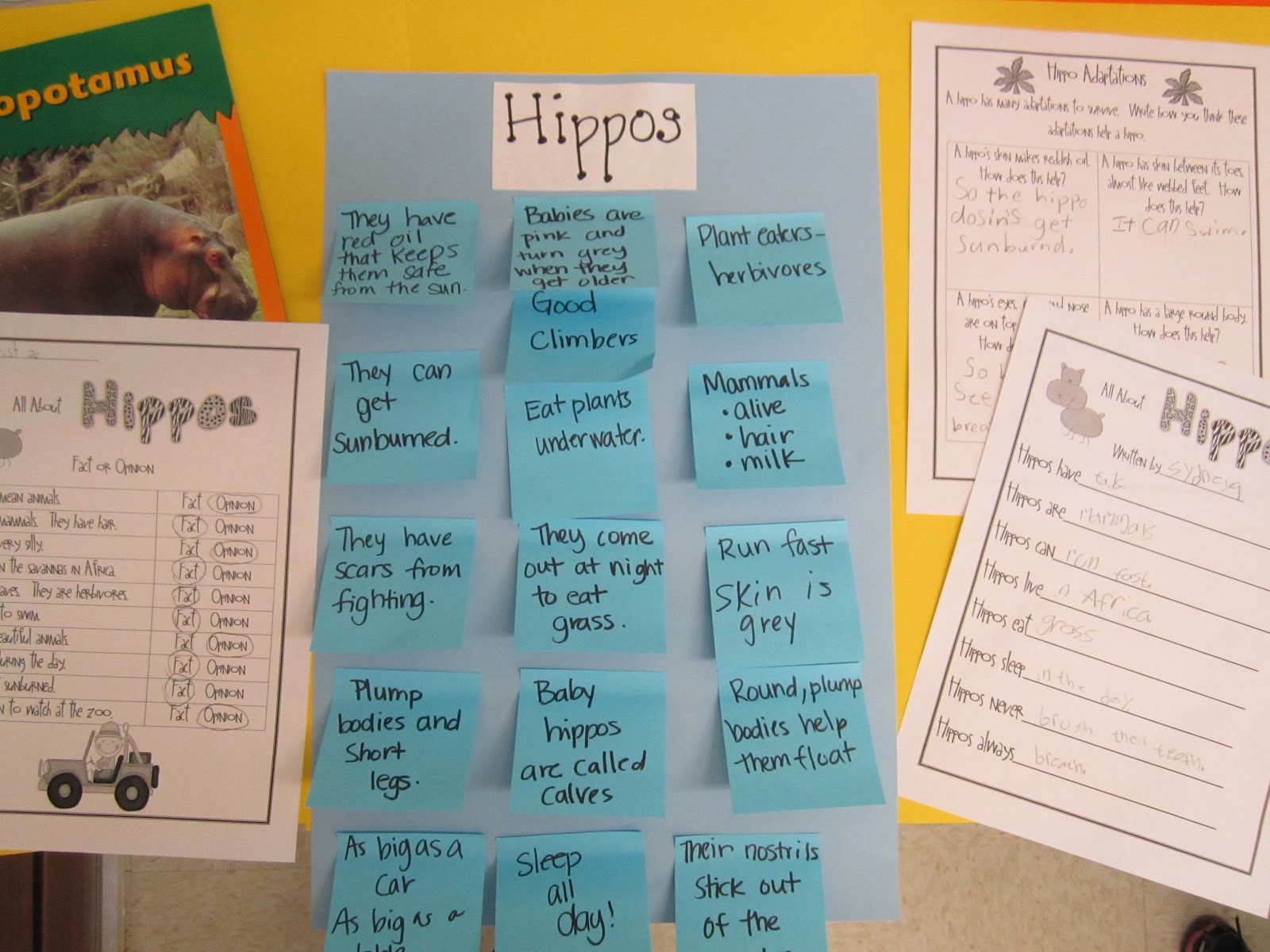 Hippo Day! - Megan Mitchell
