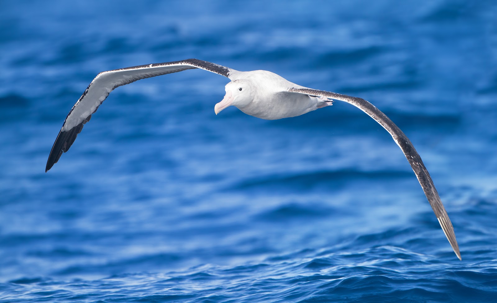 Mostly Open Ocean: Unflappable albatrosses Mostly Open Ocean: Unflappable albatrosses