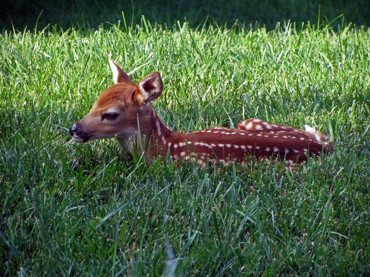 John and Sigrid's Adventures: Baby Deer - 2012 John and Sigrid's Adventures: Baby Deer - 2012