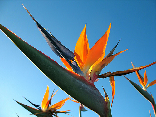 Canada Floral Delivery Blog Fun Facts About Birds Of Paradise canada-floral-delivery-blog-fun-facts-about-birds-of-paradise