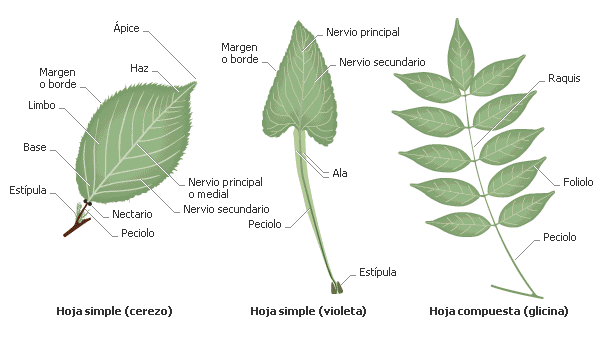 Las partes de una hoja - Imagui