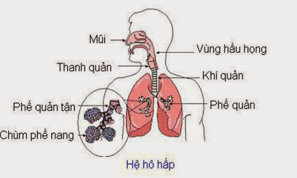 Tổng quan về hệ hô hấp ở cơ thể người | GocYhoc.com - Chăm sóc sức khỏe của bạn và gia đình.