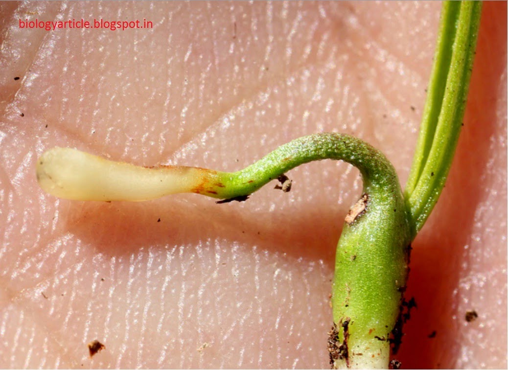 BIOLOGY WRITE-UP - BIOLOGY ARTICLES: HAUSTORIUM (haustoria): structure ... BIOLOGY WRITE-UP - BIOLOGY ARTICLES: HAUSTORIUM (haustoria): structure ...