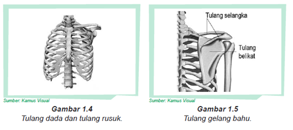 Tulang Rusuk Dan Dada - misterdudu.com