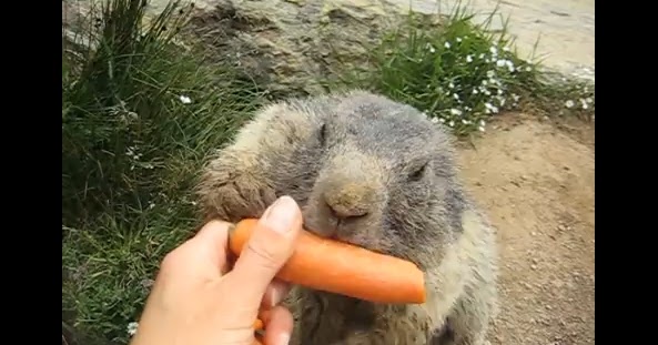 White Wolf : Friendly Wild Marmot Eats Carrot from Woman's Hand (VIDEO)