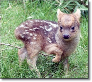 The Pet Tree House - Where Pets Are Family Too : Southern Pudu Fawn, Born at the Queens Zoo: The ...