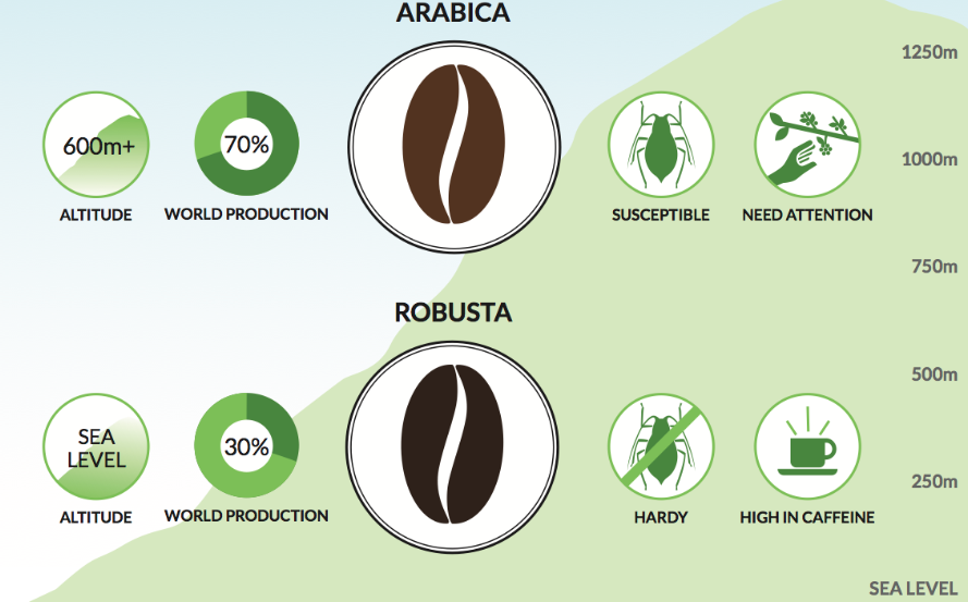 Mengenal Kopi Arabica dan Robusta | Bamboroo's Gazebo Mengenal Kopi Arabica dan Robusta | Bamboroo's Gazebo