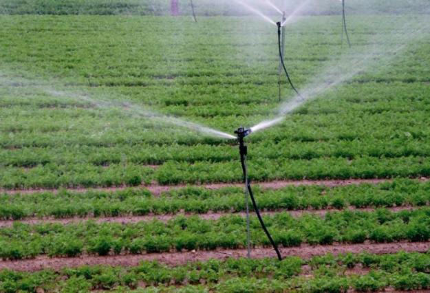 Medicago Sativa: RIEGO PARA ALFALFA