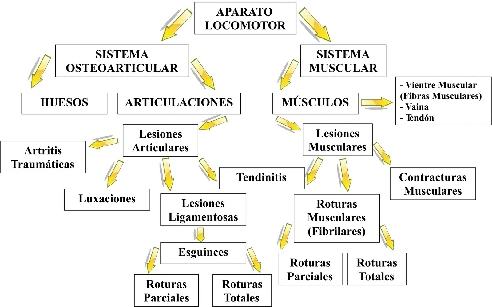 Esquema del aparato locomotor - Imagui
