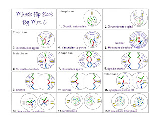 Art at Becker Middle School: Mitosis Flip Book example