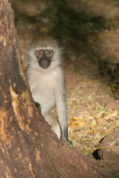 African Wildlife Vervet Monkey Facts african-wildlife-vervet-monkey-facts